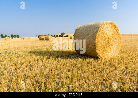 Hay bales on harvested yellow field, trees in distance, Dobra, Saxony ...