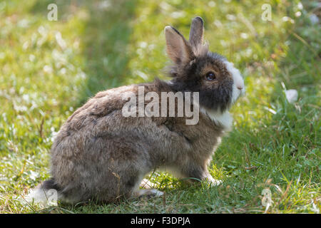 European rabbit / common rabbit (Oryctolagus cuniculus) running fast in ...