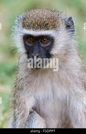 Chlorocebus monkey (Chlorocebus sp.), portrait, Samburu National ...
