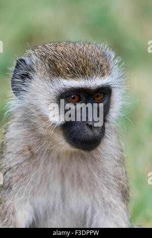 Chlorocebus monkey (Chlorocebus sp.), portrait, Samburu National ...