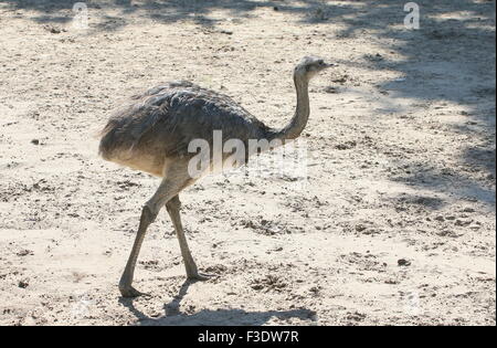 Nandu, Greater Rhea female running through the landscape of Patagonia ...