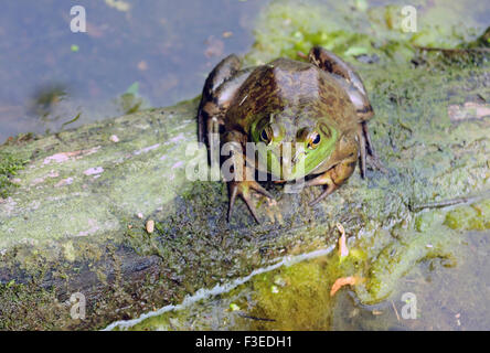 Bull Frog sitting on log Stock Photo - Alamy