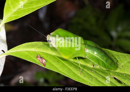 green leaf mantis, tropical shield mantis, or hooded mantis ...