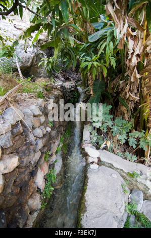 Traditional falaj system irrigation in a date oasis in Saudi Arabia ...