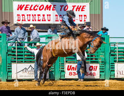 A saddle bronc cowboy saddles up the bucking horse in the chute at a ...