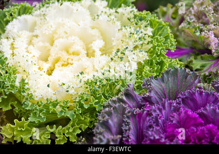 Ornamental cabbage display Stock Photo - Alamy