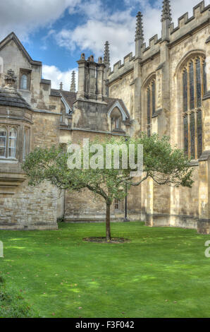 Apple Tree at Trinity College Cambridge Stock Photo - Alamy