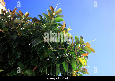 Rubber Fig leaves (Ficus elastica), Moraceae. Kathmandu Botanical ...