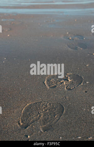 Camel foot prints in sand on desert Stock Photo - Alamy