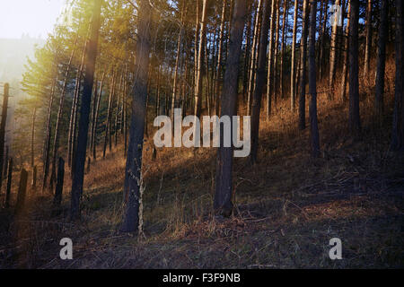 Pinewood forest during sunset in Scotland, UK. Europe Stock Photo - Alamy