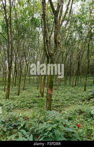 Rubber tree cultivation at Sri Lanka Stock Photo - Alamy