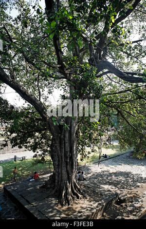 Large ficus. Sacred Banyan tree in India (animism Stock Photo - Alamy