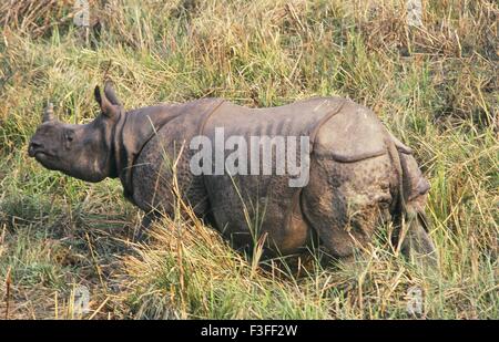 Greater Indian rhinoceros, Great Indian One-horned rhinoceros ...