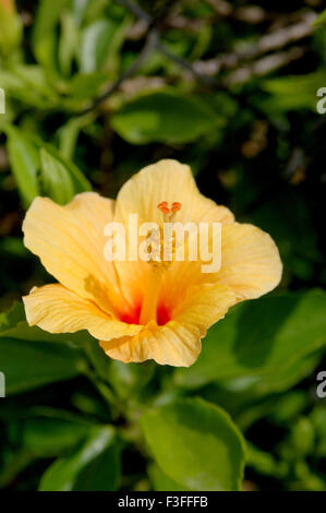 Flower ; Yellow Jaswand ; Hibiscus; rosa sinensis ; Ayurvedic Medicinal ...