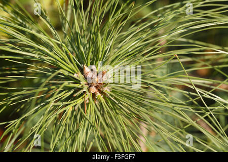 Botanical still life of leaves, pine cones, plants and berries in brown ...