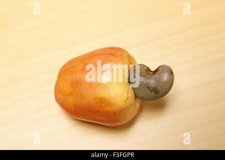 English name Cashew, Botanical name Anacardium occidentale Stock Photo ...