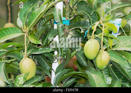 A large mango tree (Mangifera indica) in grassland farm, Central Kenya ...