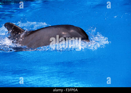 Dolphin preserved in deep water tank, Las Vegas, U.S.A. United States ...