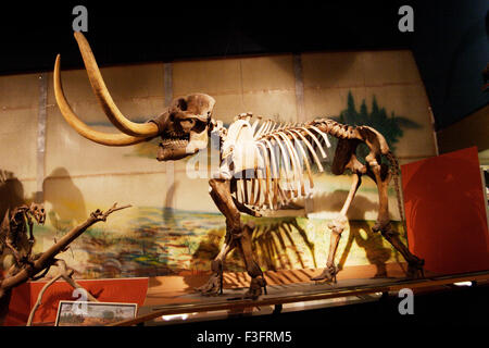 Skeleton of Mastodon 350 to 10 thousand years ago Stock Photo - Alamy