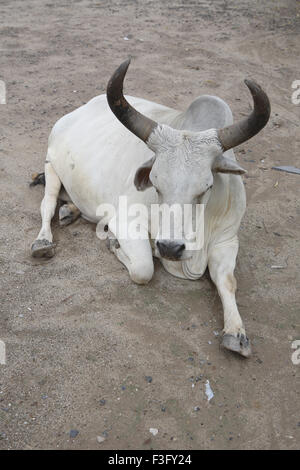 Indian white cow with long horns, Tharparkar cow otherwise known as ...