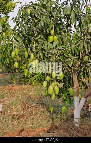 mango tree, Mangifera indica, India, Asia Stock Photo - Alamy