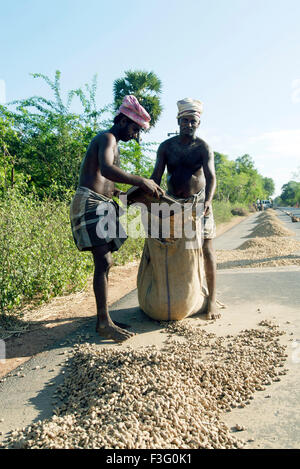 Groundnut drying on road near Gangaikondacholapuram, Tamil Nadu, India ...