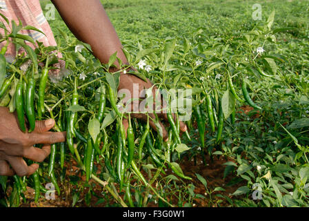 Green Chilli Farm in Oddanchatram Ottanchathiram Tamil Nadu India Stock ...