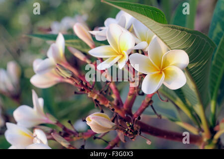 Champa flowers ; plumeria flowers ; India ; Asia Stock Photo - Alamy