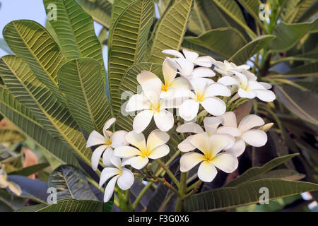Champa flowers ; plumeria flowers ; India ; Asia Stock Photo - Alamy