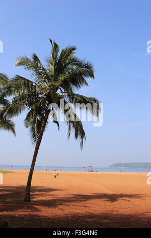 Coconut tree at beach ; Miramar ; Goa ; India Stock Photo - Alamy