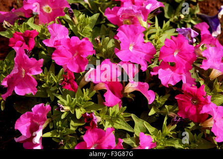 Petunia plain pink flowers at Mahabaleshwar ; Maharashtra ; India Stock ...