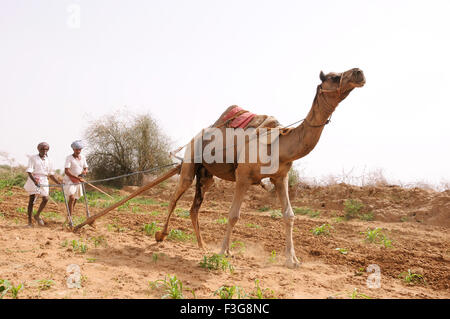 Farmers ploughing field with camel ; Sujangarh ; Rajasthan ; India ...