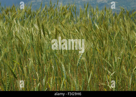 Wheat field ; Uttarkashi ; Uttaranchal ; Uttarakhand ; India ; Asia ...