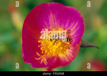 Insects, Bee on flower, Saputara, Gujarat, India, Asia Stock Photo - Alamy