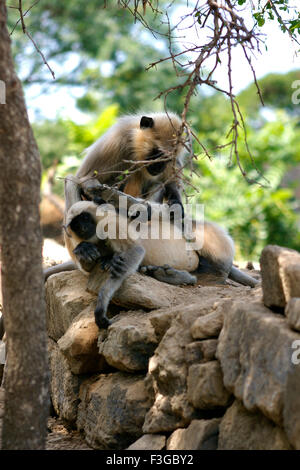 Black faced monkey at Madhavpur Ghed, Porbandar, Gujarat, India, Asia ...