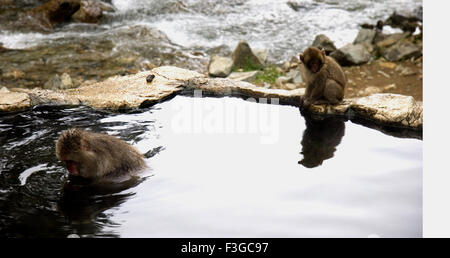 One monkey sitting and other bathing in hot water springs for heat, Wat ...