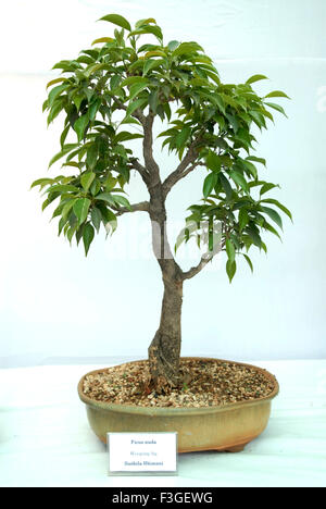 Weeping fig bonsai tree ; ficus benjamina ; twin trunk style ; twelve ...