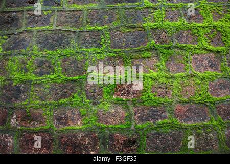 Monsoon, moisture, green moss on the wall, Matheran, Maharashtra, India ...