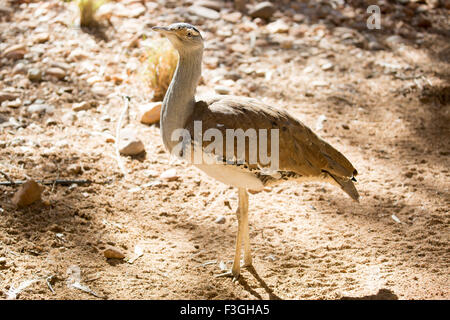 An Australian Bustard, or Bush Turkey, spotted near Alice Springs in ...