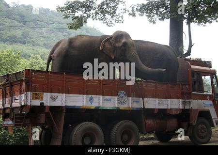 Elephants, heavy duty cargo, Thenmala, Kerala, India, Asia Stock Photo ...