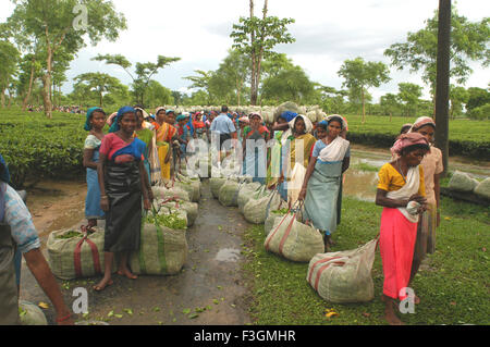 Tea pluckers working in tea garden in Assam , India , Asia Stock Photo ...