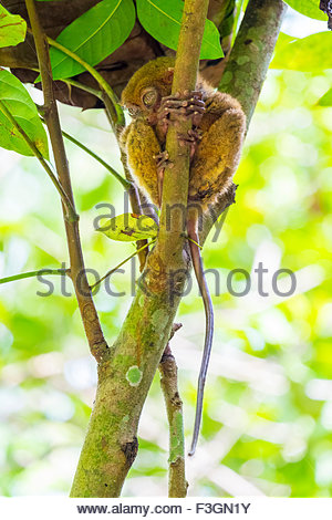 Philippine Tarsier, Carlito syrichta, Bohol, Philippines Stock Photo ...