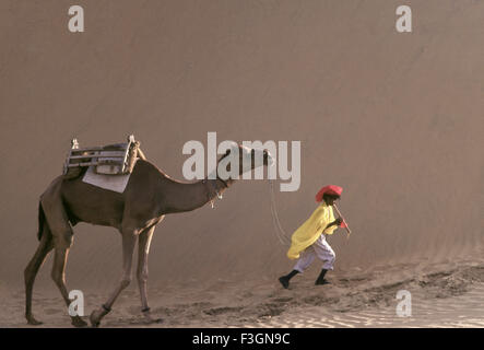 Rajasthani boy dragging camel on sand, Shergarh, Rajasthan, India, Asia ...