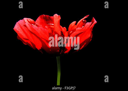 Poppy flower, Jodhpur, Rajasthan, India, Asia Stock Photo - Alamy