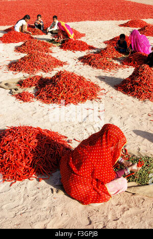 Red chilli drying process , Mathania , Jodhpur , Rajasthan , India ...
