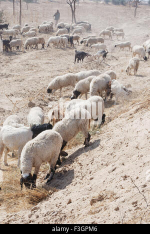 Sheep grazing, Ladnu, Ladnun, Nagaur, Rajasthan, India, Asia Stock ...