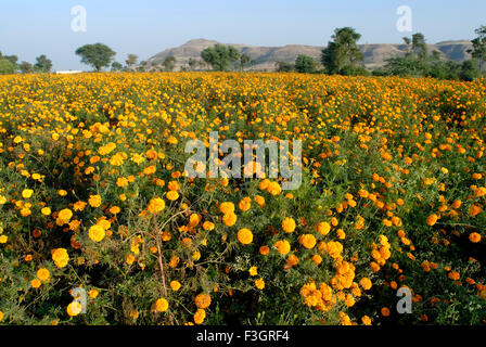 Flowers farming ; Shevanti ; Taluka Purander ; District Pune ...
