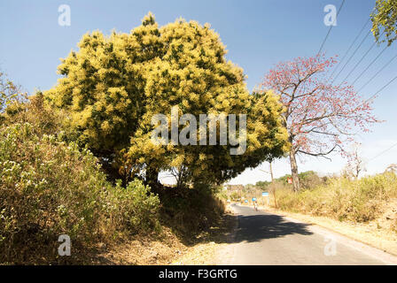 Mango trees blossom and saver tree on the road of Mandu, Madhya Pradesh ...