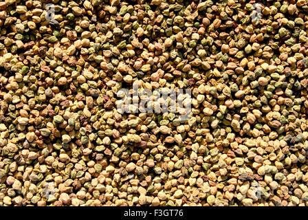 Crop gram local name harbhara maharashtra, India, Asia Stock Photo - Alamy