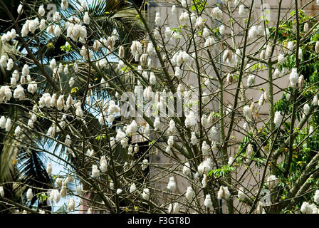 Bombax Ceiba tree with white flowers, savar tree, Maharashtra, India ...